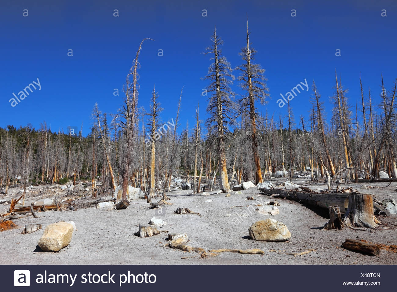 Dry Forest High Resolution Stock Photography and Images - Alamy