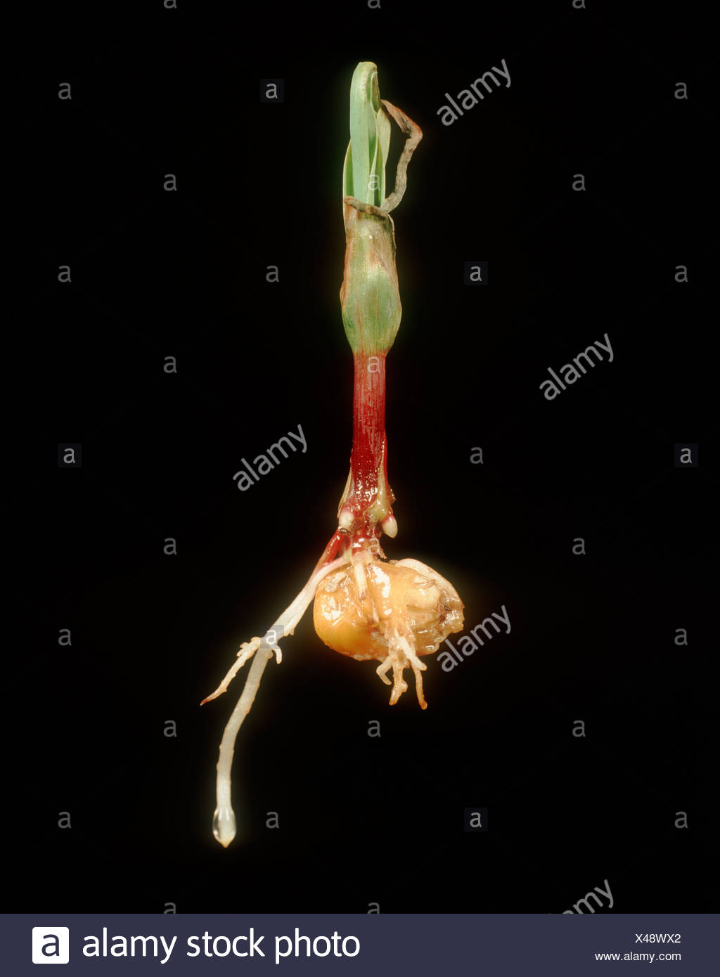 Pythium High Resolution Stock Photography and Images - Alamy
