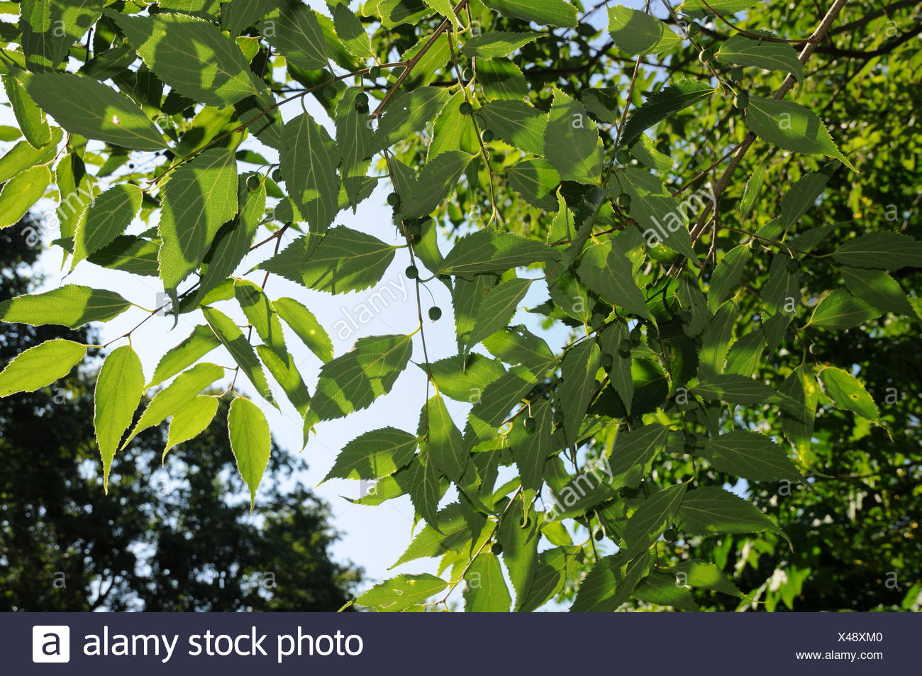 Lote Tree Stock Photos & Lote Tree Stock Images - Alamy