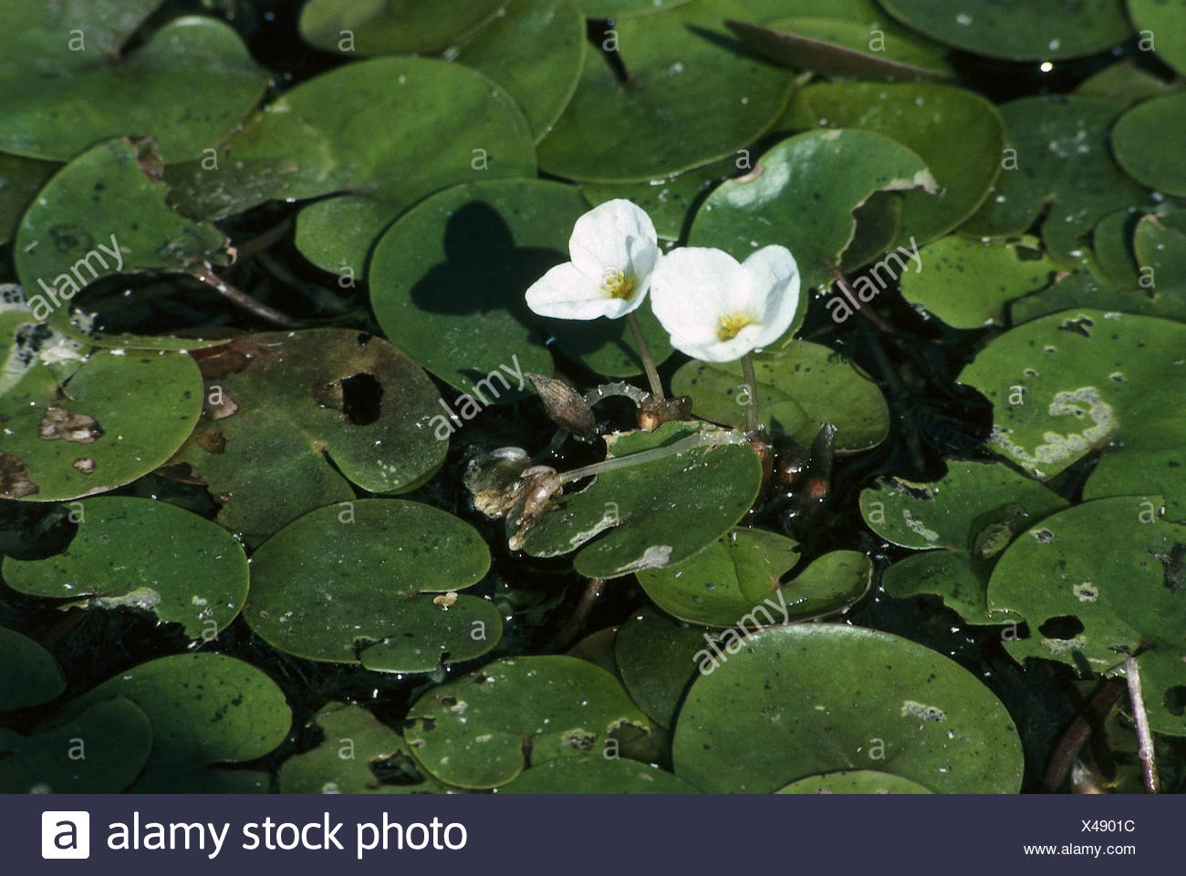 Hydrocharis Morsus Ranae Stock Photos & Hydrocharis Morsus Ranae Stock ...