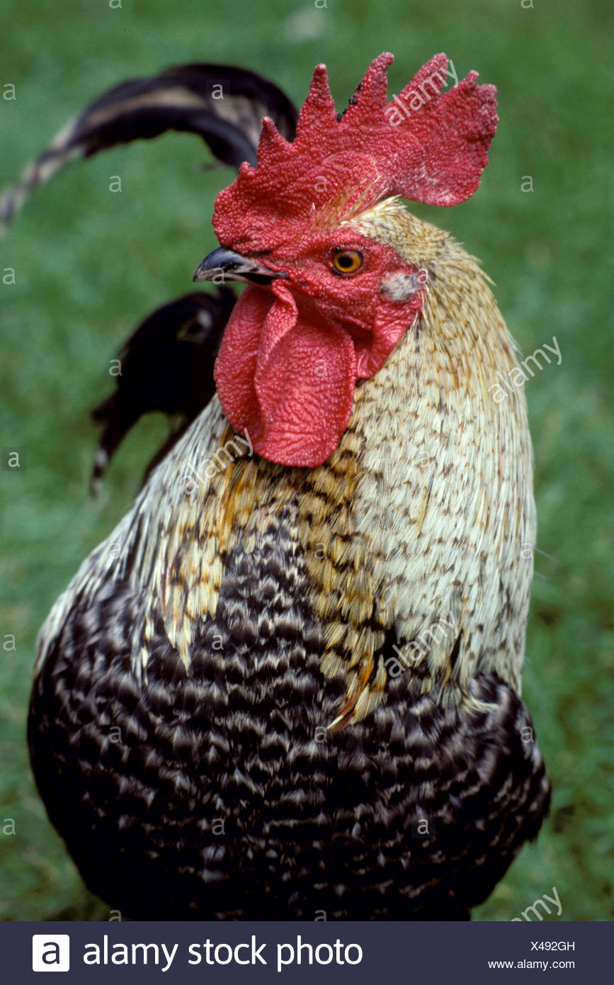 Male Rooster High Resolution Stock Photography and Images - Alamy