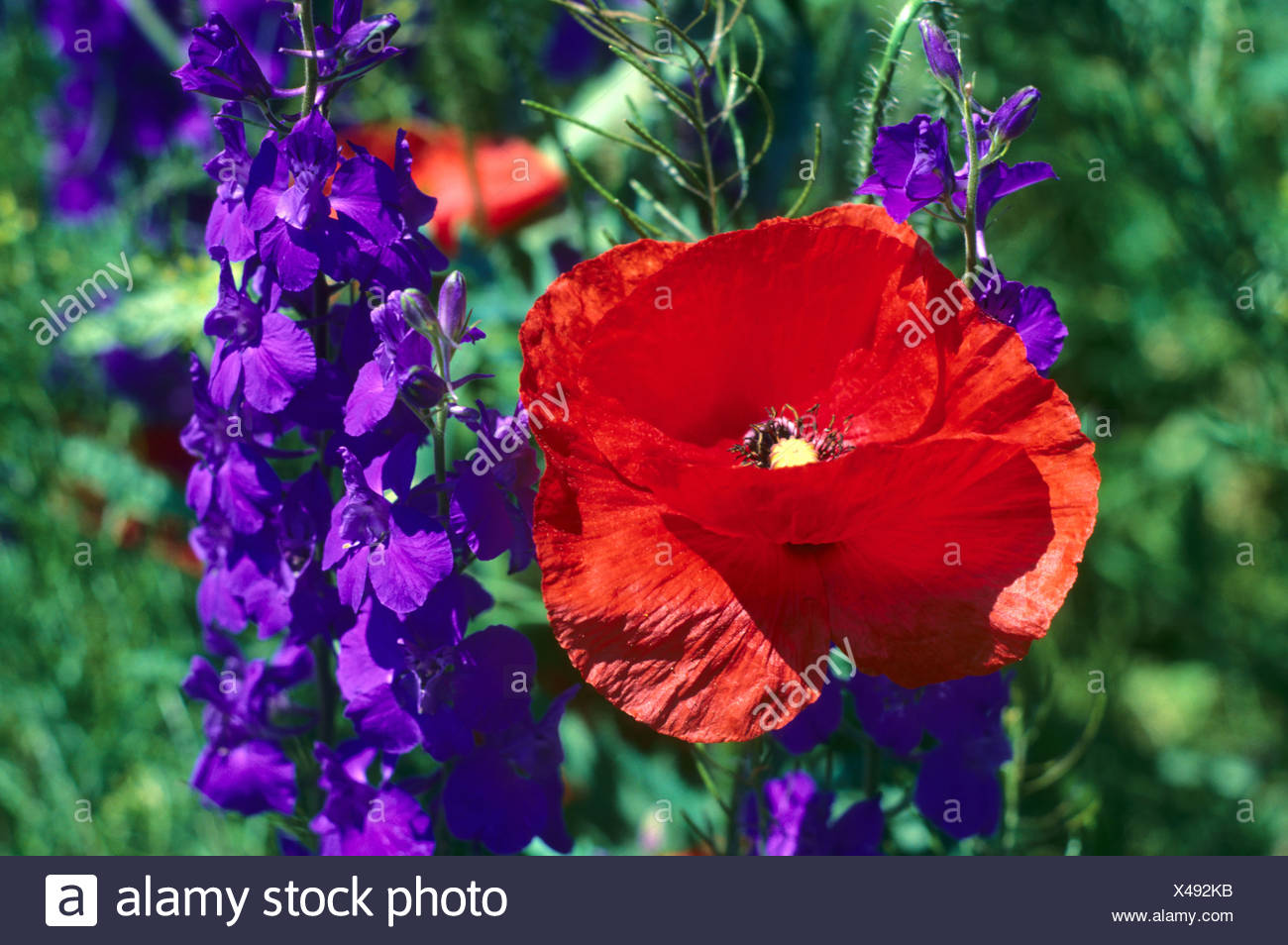 Purple Corn Flower High Resolution Stock Photography and Images - Alamy