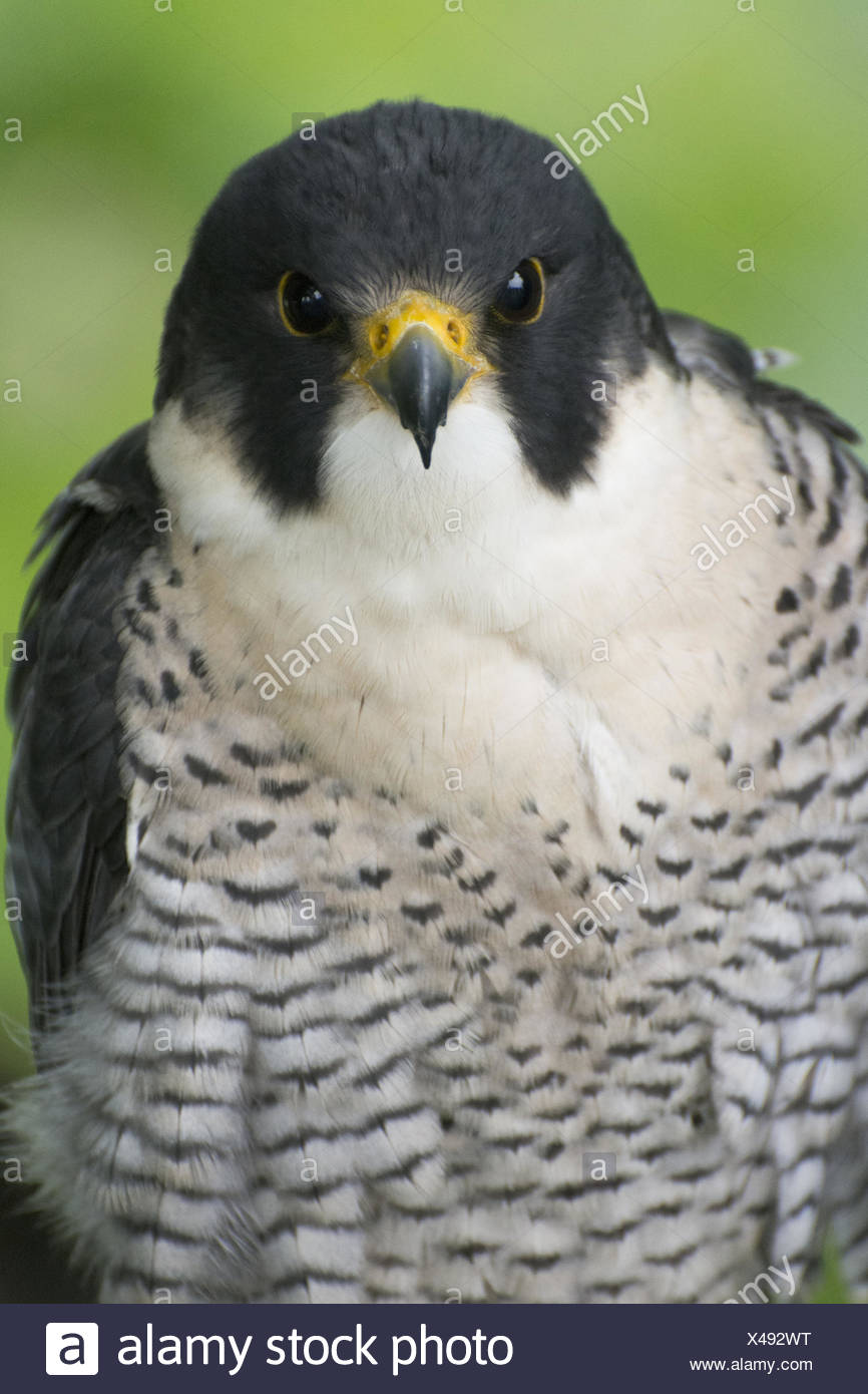 Grey Falcon Stock Photos & Grey Falcon Stock Images - Alamy