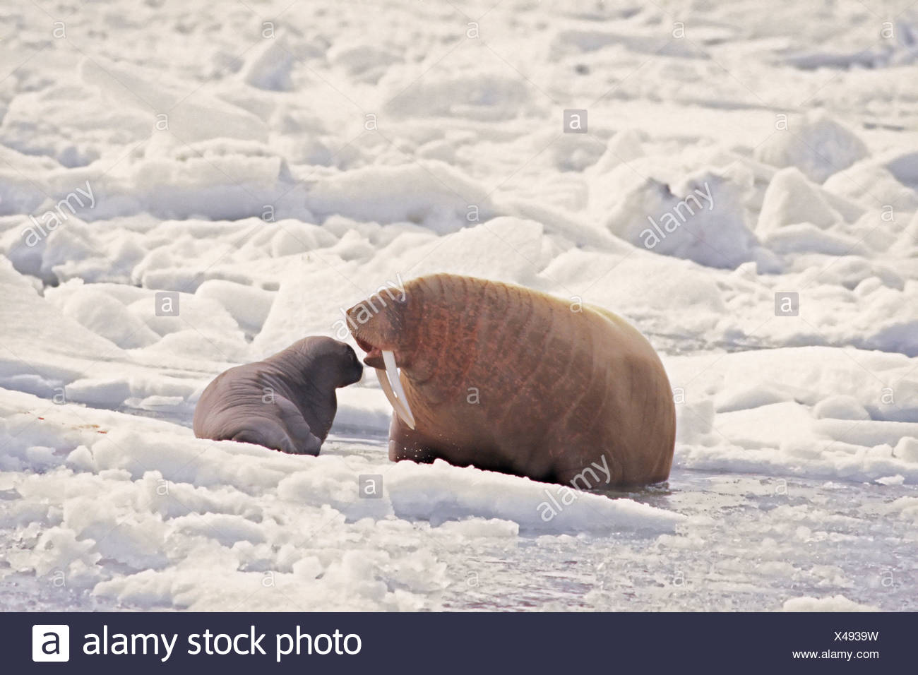 Walrus Calf High Resolution Stock Photography and Images - Alamy