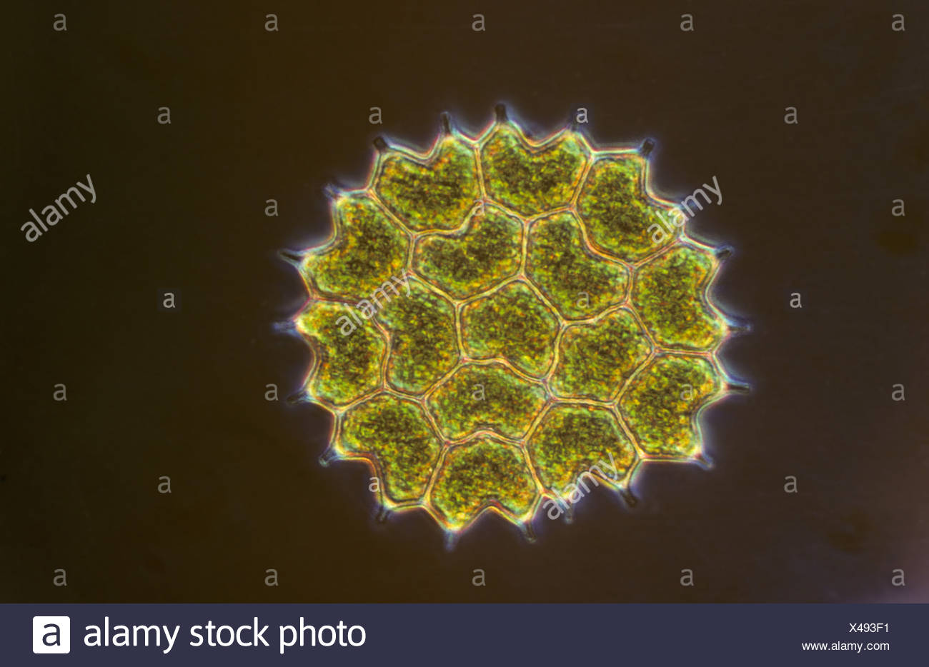 Chlorococcales Stock Photos & Chlorococcales Stock Images - Alamy