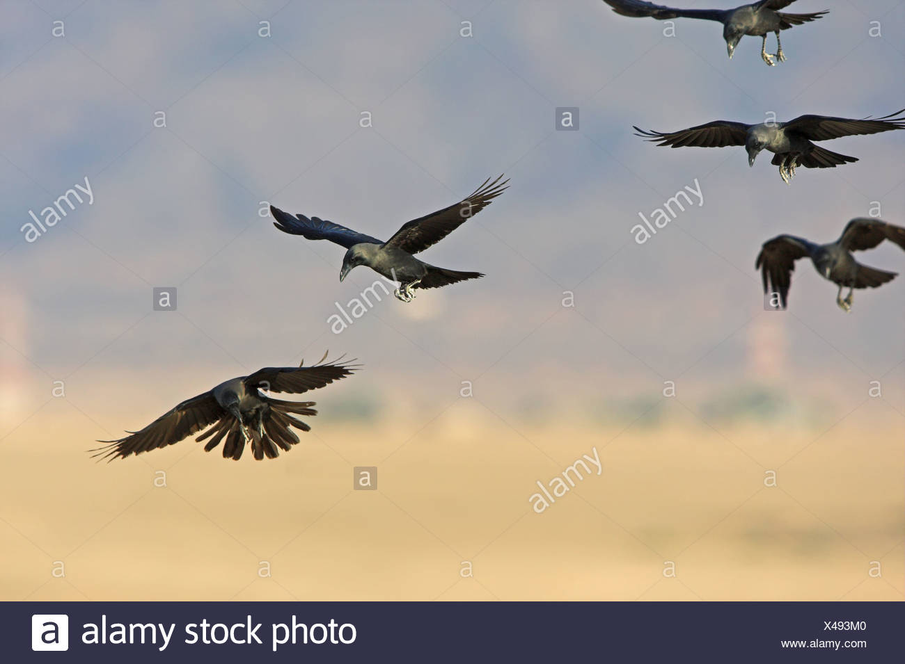 House Crows Stock Photos & House Crows Stock Images - Alamy