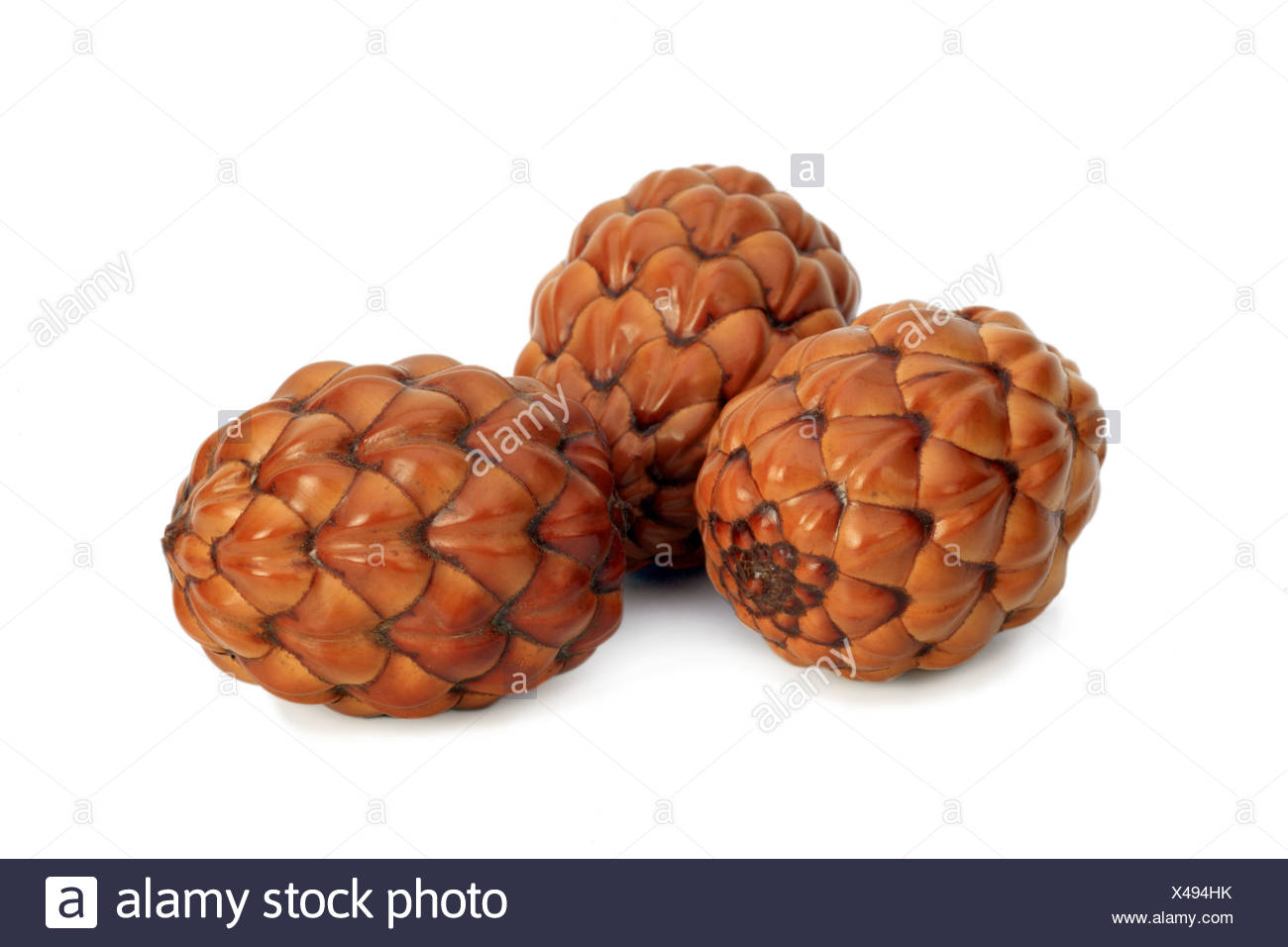 Farinifera High Resolution Stock Photography and Images - Alamy