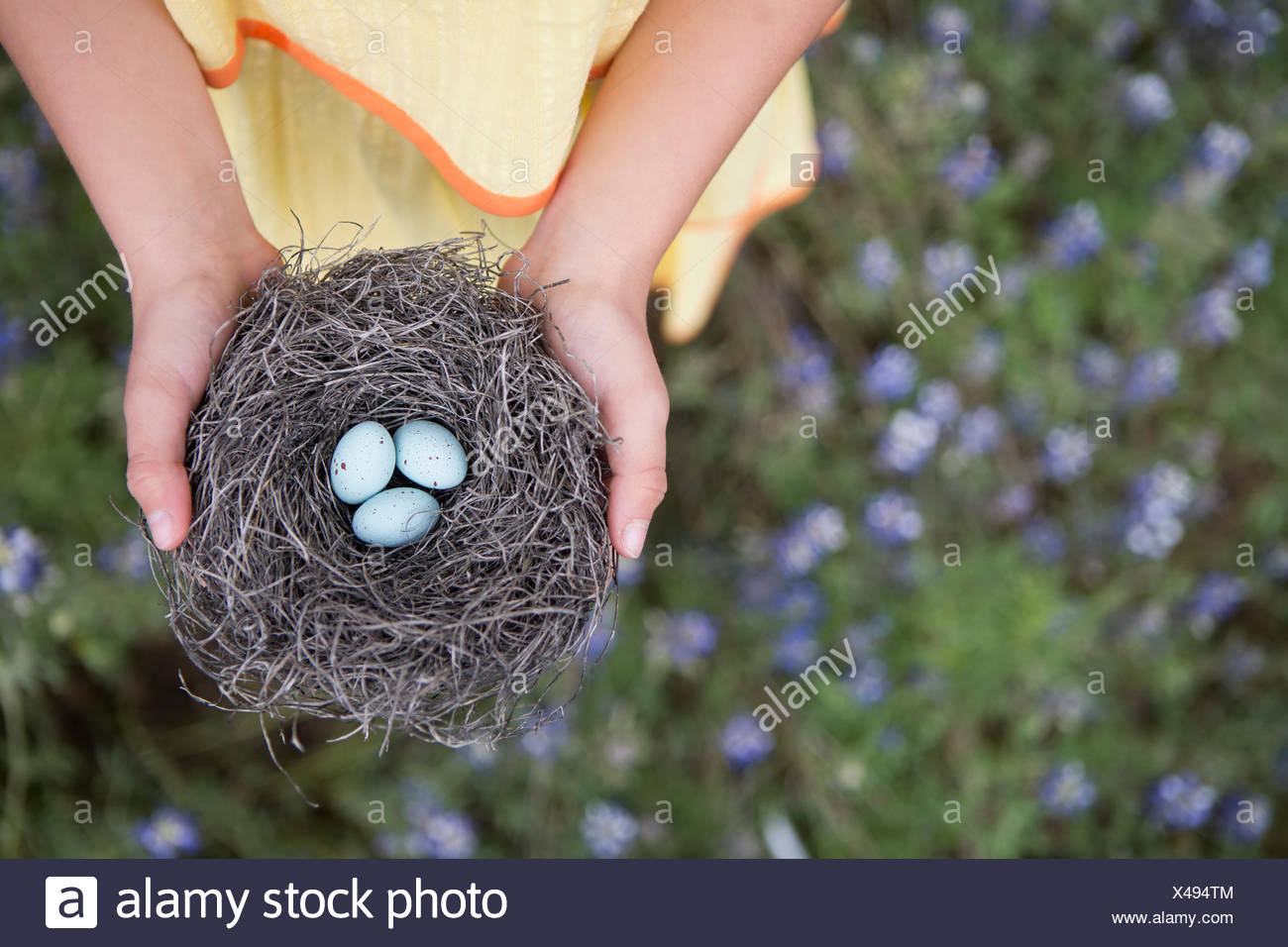 Three Small Bird Eggs Nest High Resolution Stock Photography and Images ...
