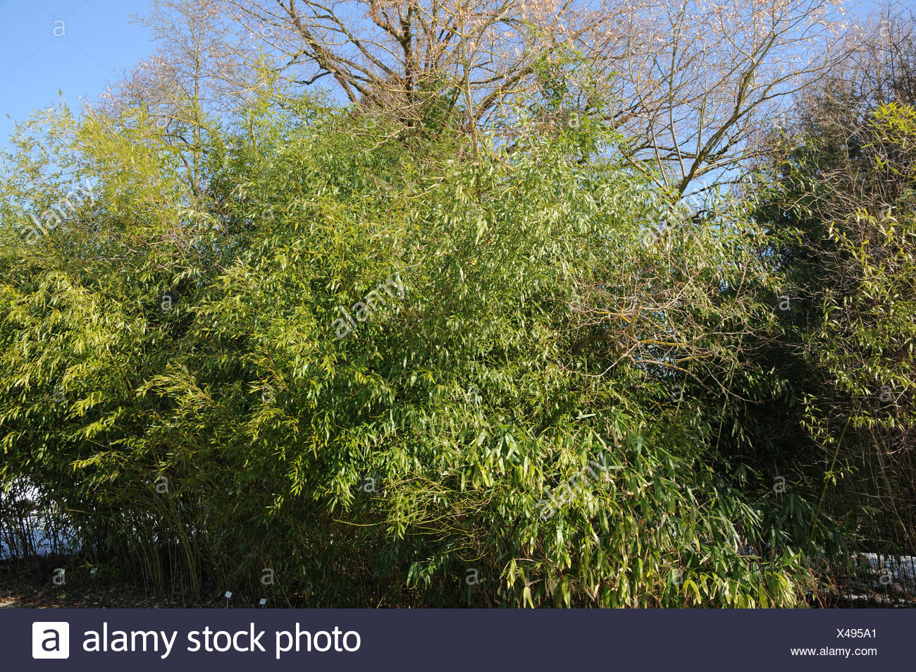 Bisset Bambus High Resolution Stock Photography and Images - Alamy