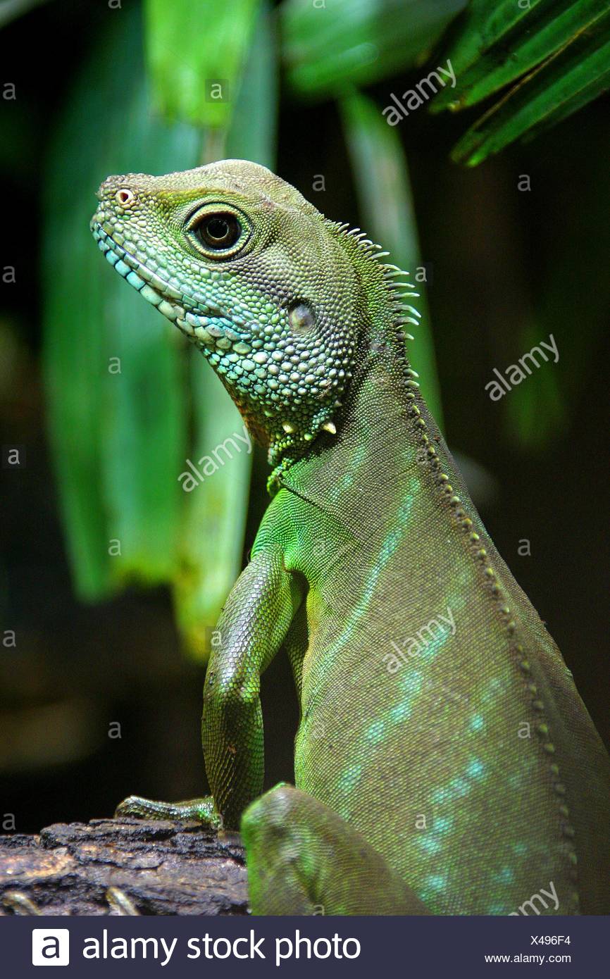 Terraria High Resolution Stock Photography and Images - Alamy