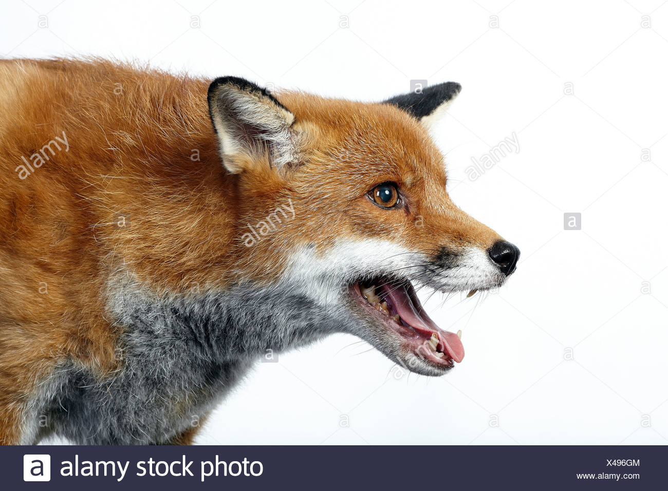 Red Fox Snarling Stock Photos & Red Fox Snarling Stock Images - Alamy