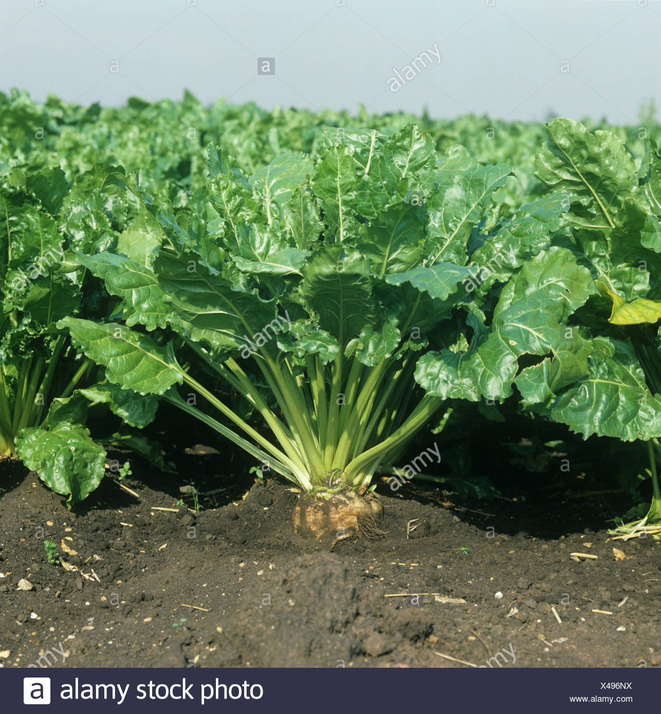 Sugar Beet Plant Stock Photos & Sugar Beet Plant Stock Images - Alamy