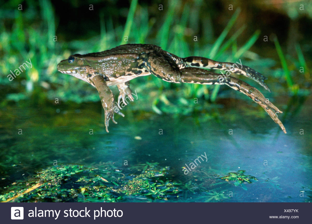 Frog Jumping Lake High Resolution Stock Photography and Images - Alamy