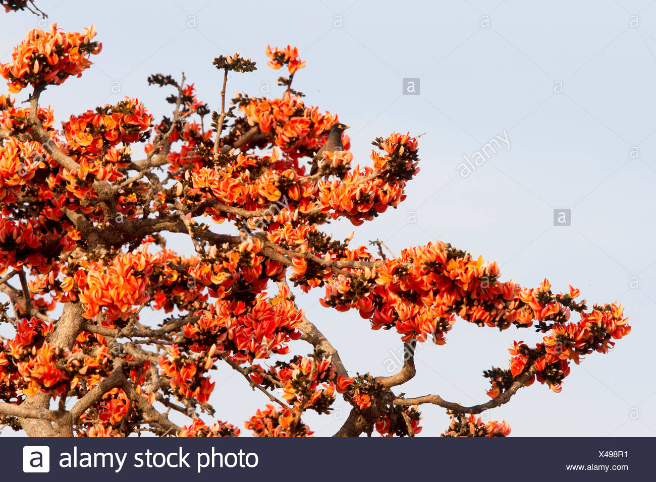 Palash Flowers High Resolution Stock Photography and Images - Alamy