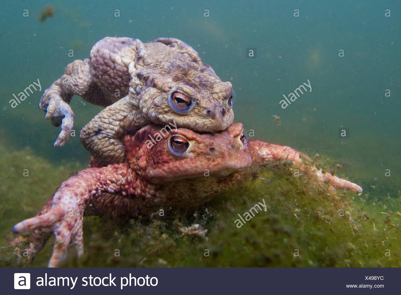 Toads Mating In Water High Resolution Stock Photography and Images - Alamy