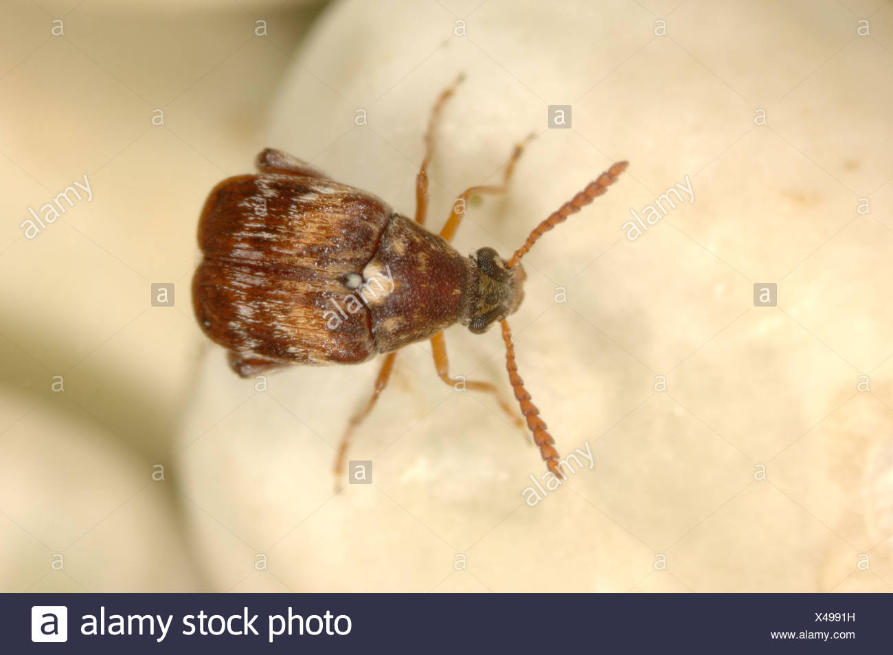 Bruchid Stock Photos & Bruchid Stock Images - Alamy