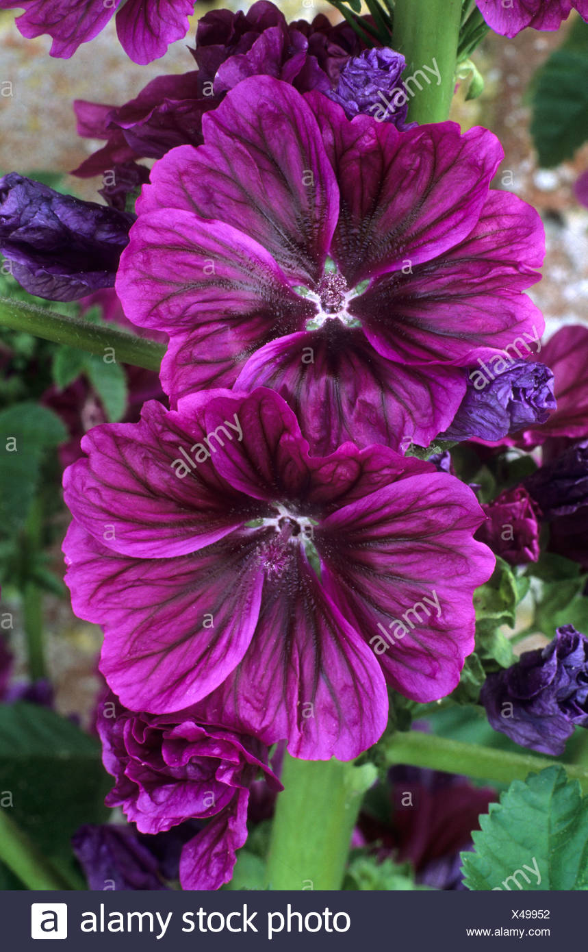 Malvas Stock Photos & Malvas Stock Images - Alamy