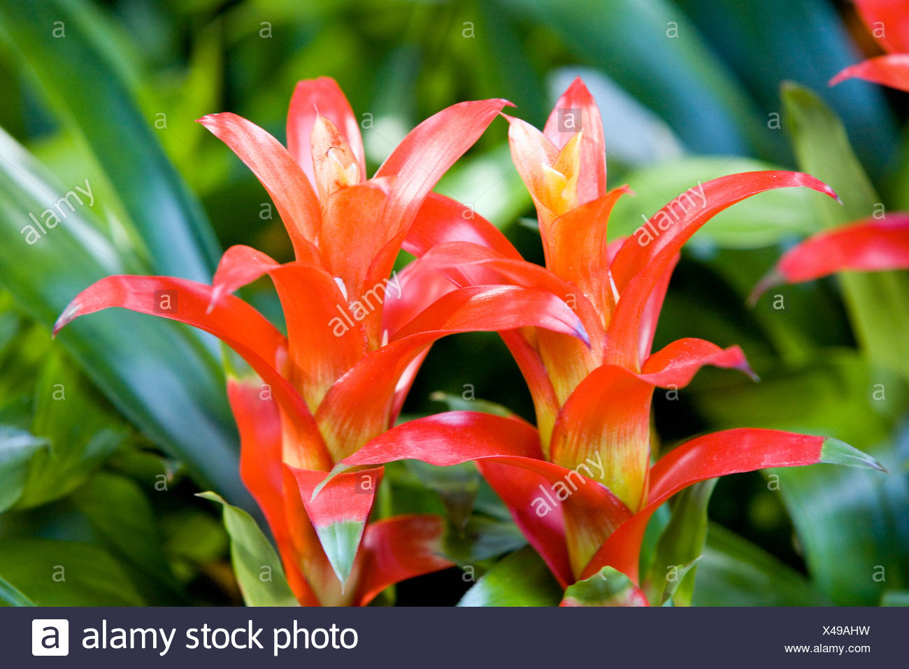 Guzmania Lingulata High Resolution Stock Photography and Images - Alamy