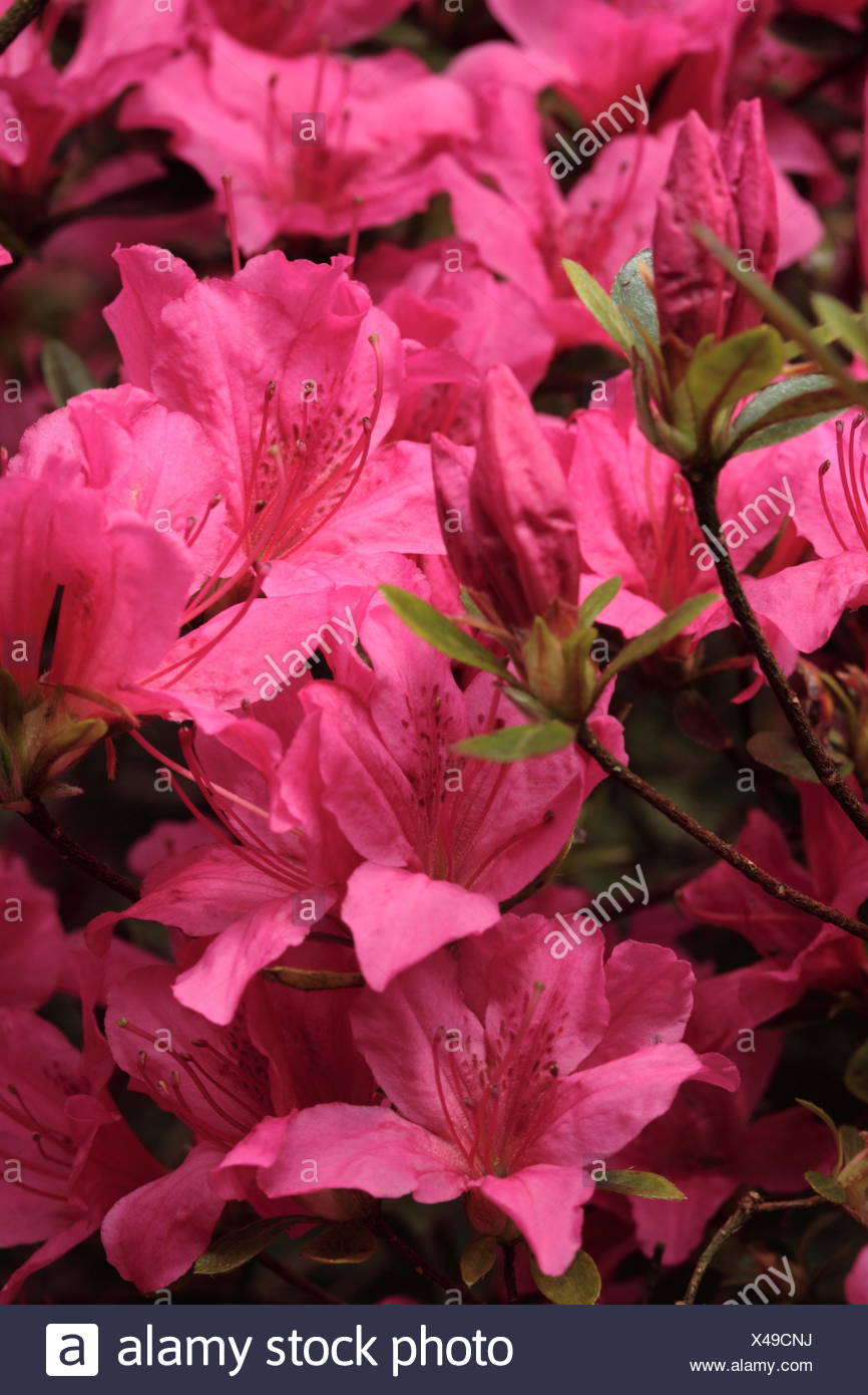 Japanese Azaleas Stock Photos & Japanese Azaleas Stock Images - Alamy