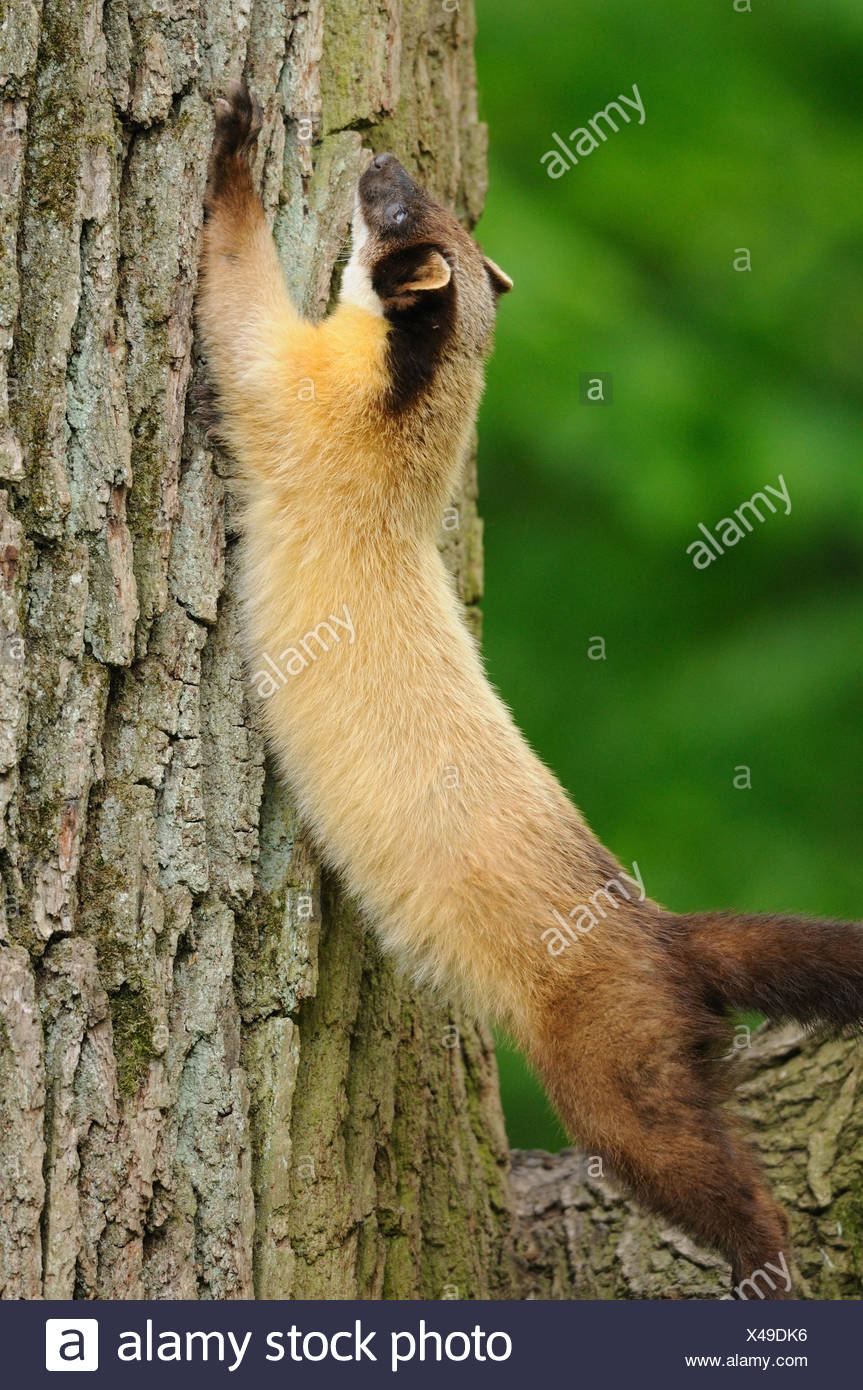 Marten Dog High Resolution Stock Photography and Images - Alamy