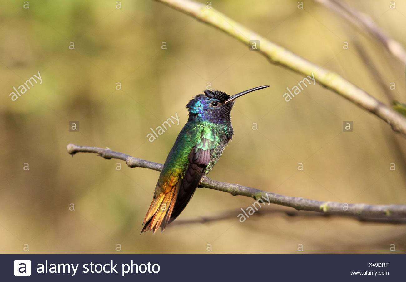 Golden Tailed Sapphire Hummingbird High Resolution Stock Photography ...