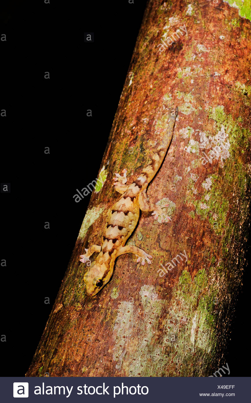 Bavayias High Resolution Stock Photography and Images - Alamy