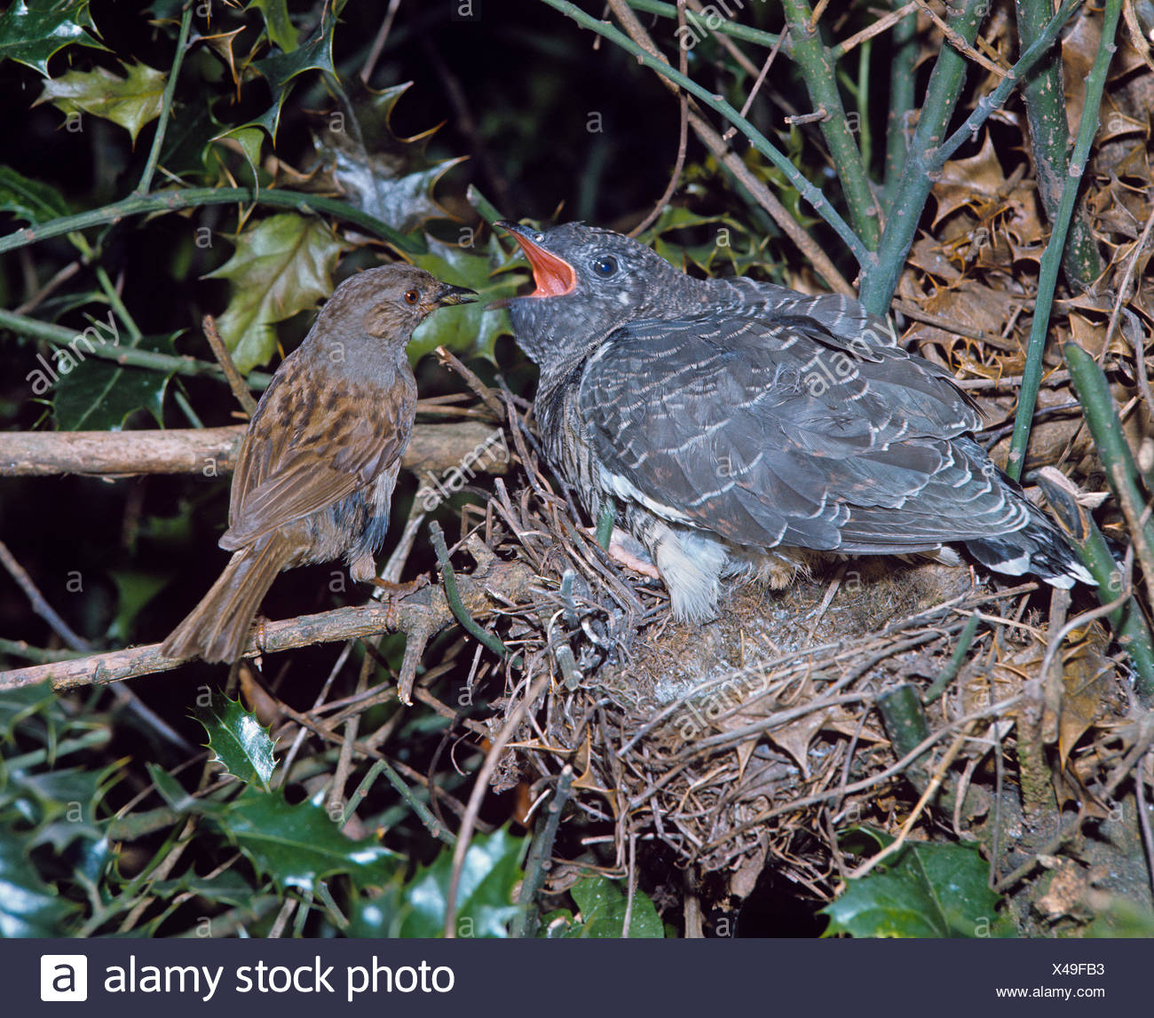 Dunnock Nest Stock Photos & Dunnock Nest Stock Images - Alamy