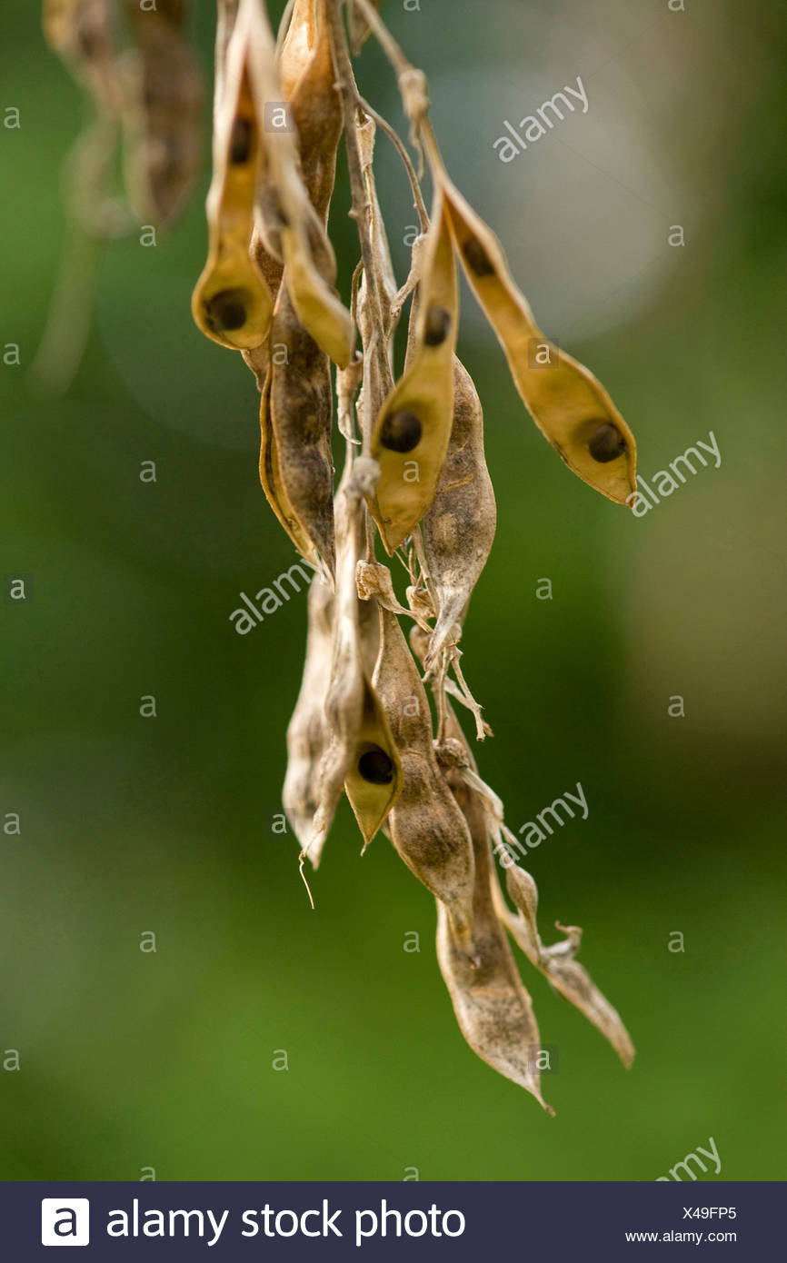 Laburnum Wood High Resolution Stock Photography and Images - Alamy