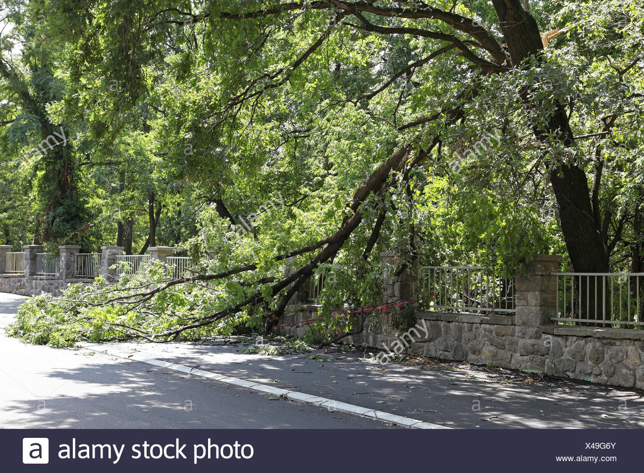 Broken Tree Branch High Resolution Stock Photography and Images - Alamy