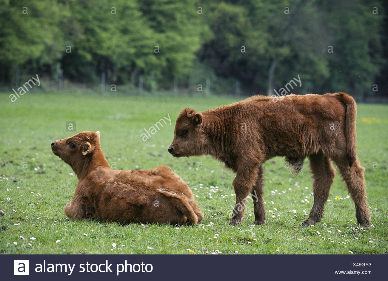 Ur Cattle High Resolution Stock Photography and Images - Alamy