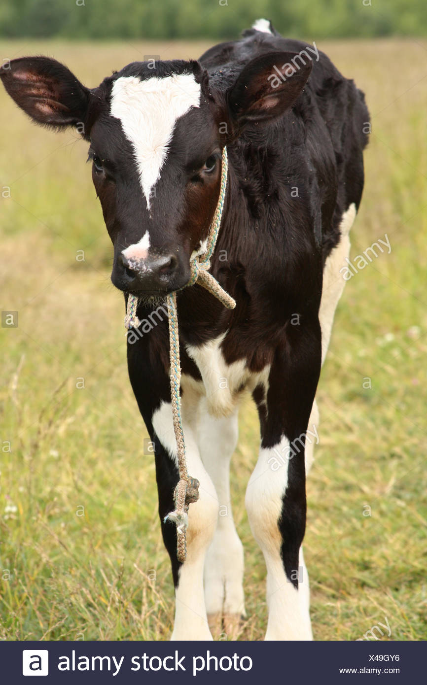 Baby Cow High Resolution Stock Photography and Images - Alamy