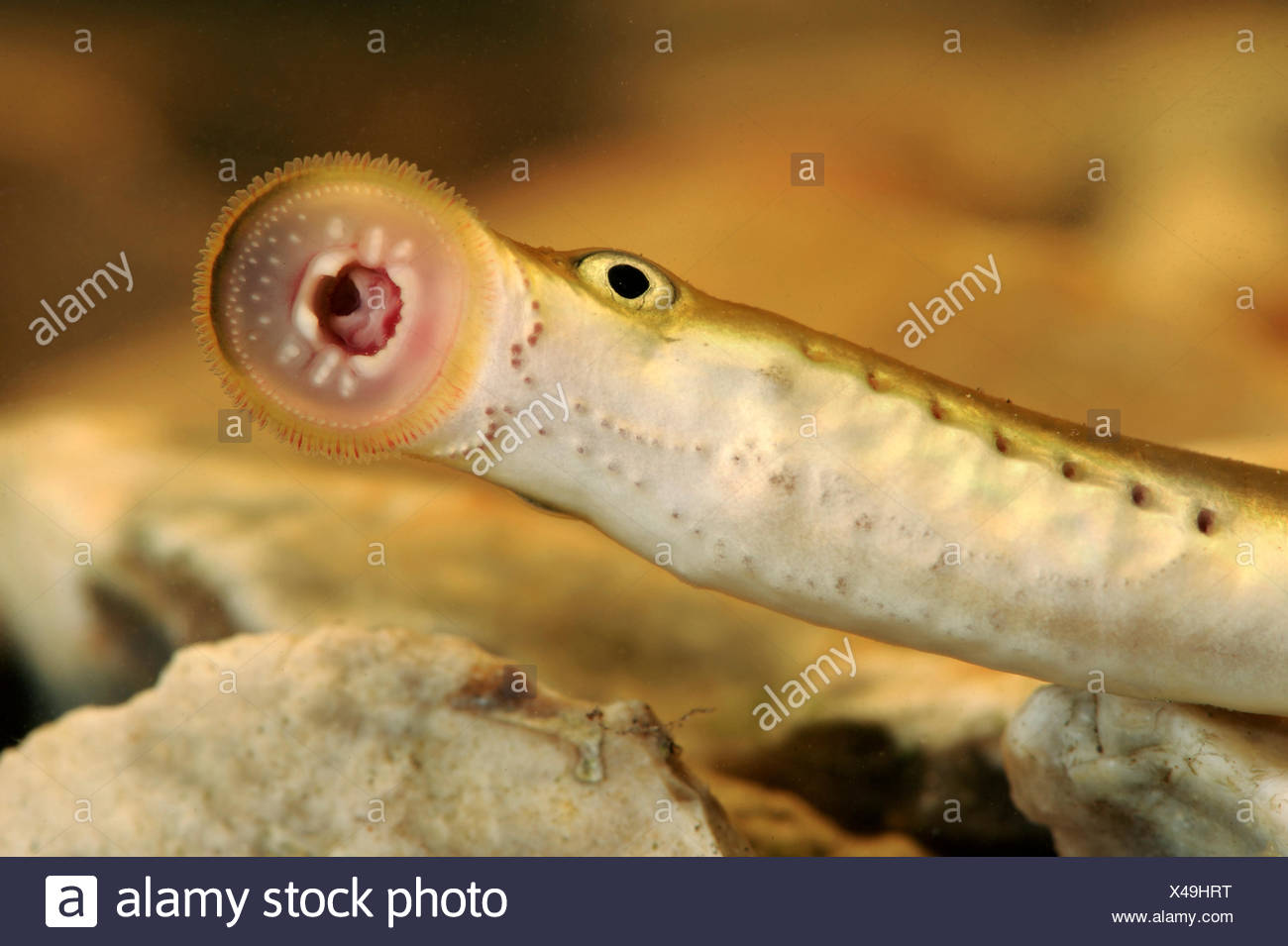 Lamprey Mouth High Resolution Stock Photography and Images - Alamy