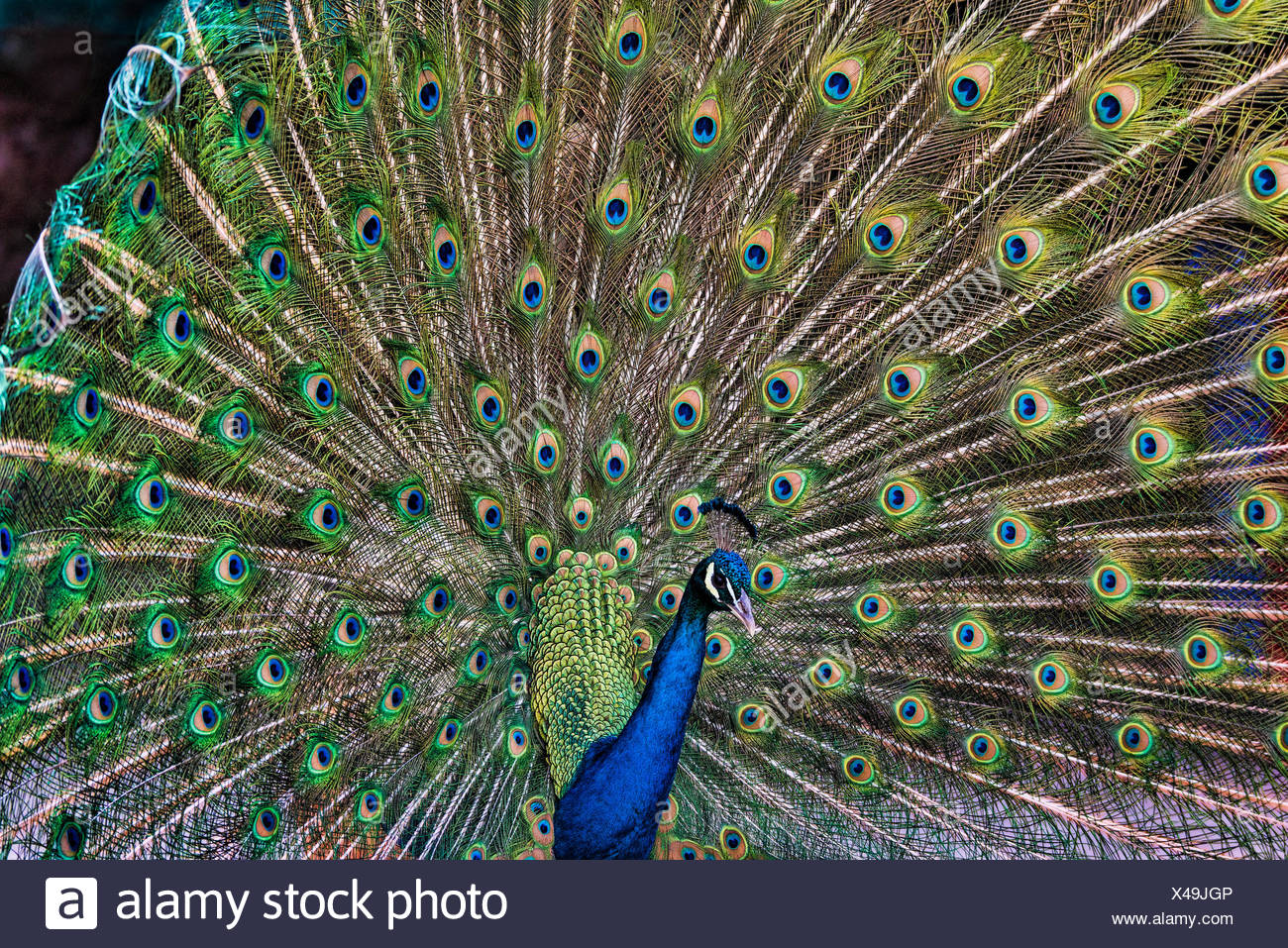 Indian Indian Peafowl High Resolution Stock Photography and Images - Alamy
