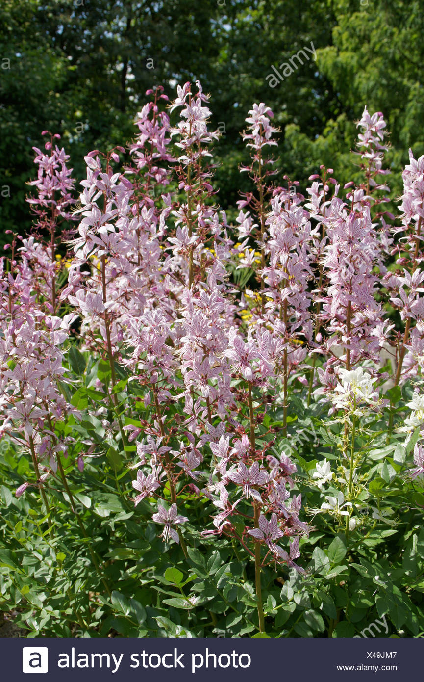 False Dittany High Resolution Stock Photography and Images - Alamy