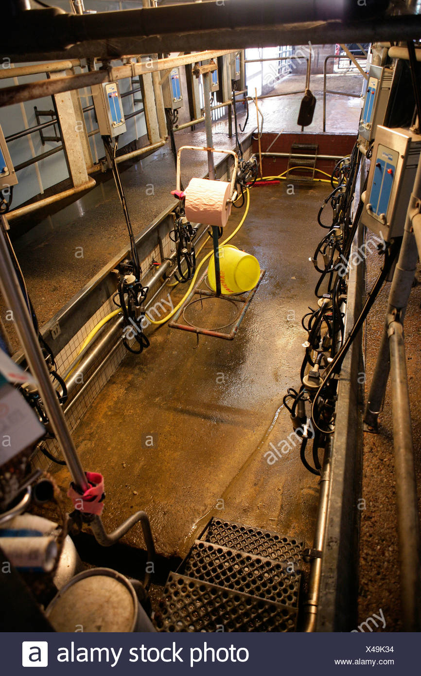 Automatic Cow Milking Machine Stock Photos & Automatic Cow Milking Machine Stock Images - Alamy