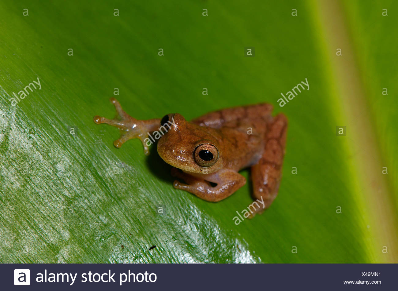 Bromeliad Frogs High Resolution Stock Photography and Images - Alamy
