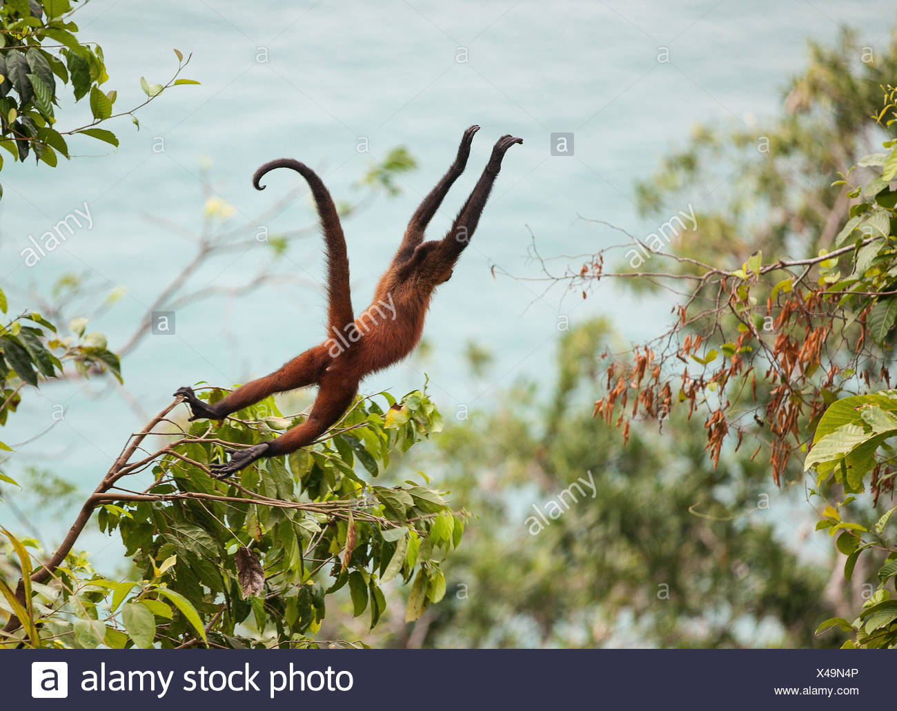 Flying Monkeys Stock Photos & Flying Monkeys Stock Images - Alamy