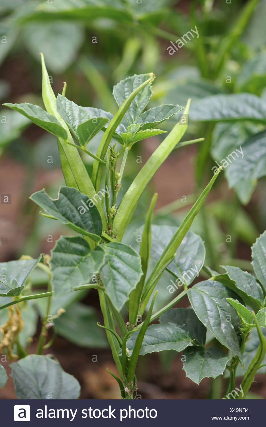 Cyamopsis Tetragonoloba High Resolution Stock Photography and Images ...