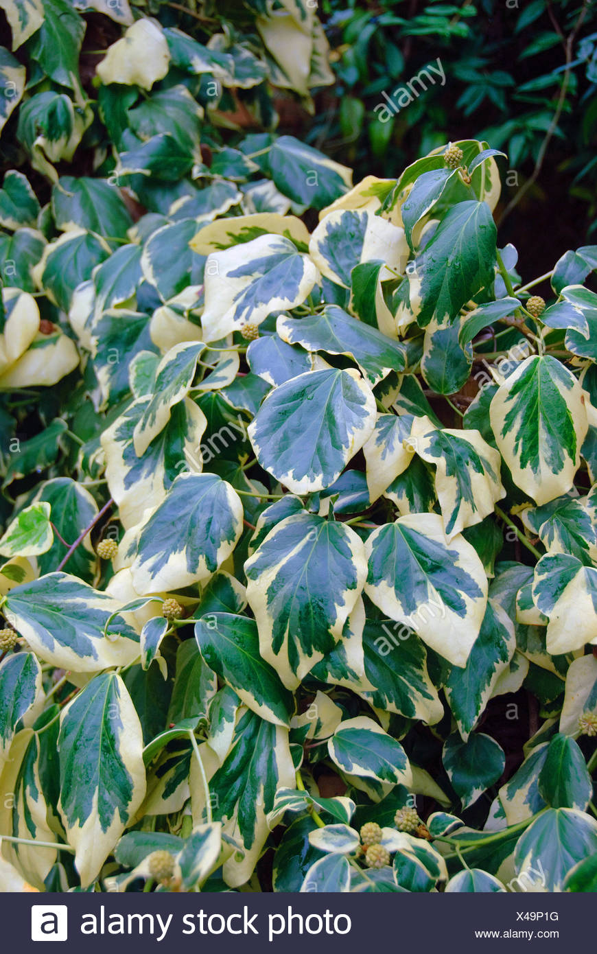 Hedera Colchica Dentata Variegata High Resolution Stock Photography and ...