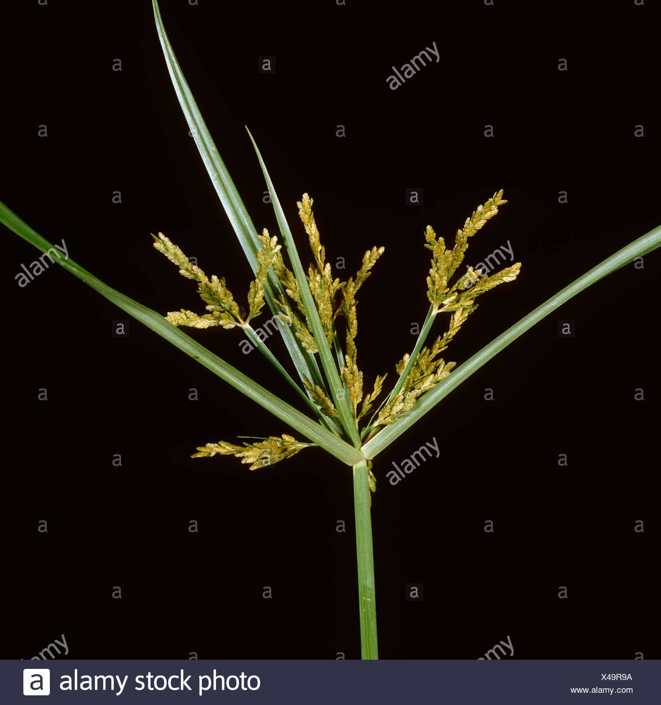 Cyperus Iria High Resolution Stock Photography and Images - Alamy