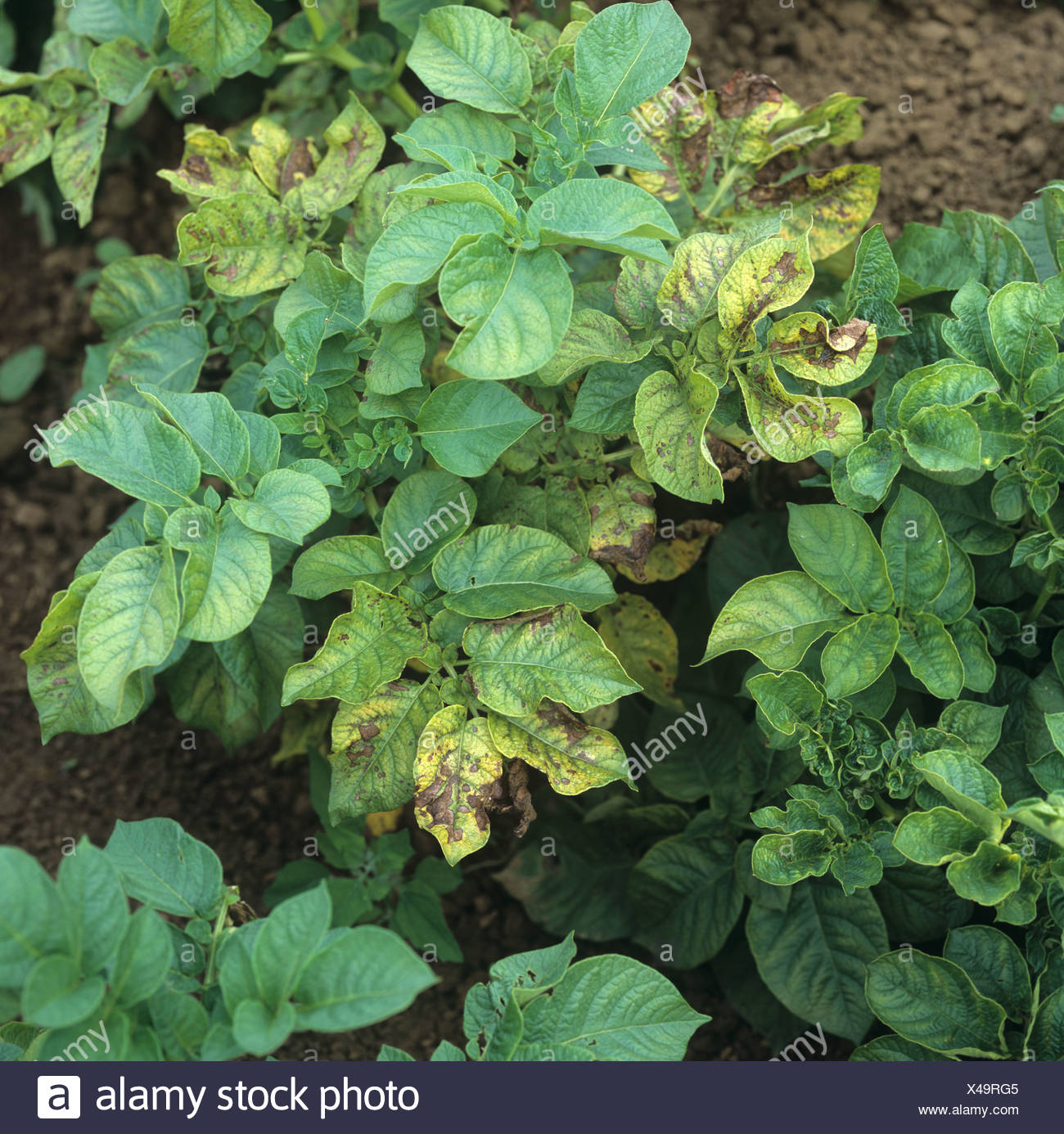 Crop Of Leaves High Resolution Stock Photography and Images - Alamy