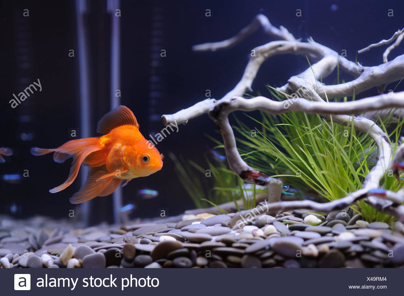 Goldfish Tail Stock Photos & Goldfish Tail Stock Images - Alamy