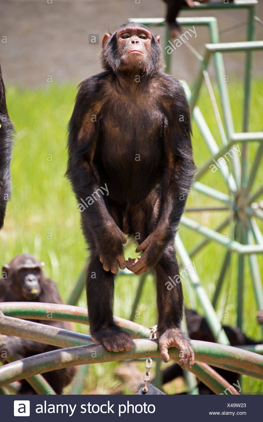 Chimpanzee Standing Stock Photos & Chimpanzee Standing Stock Images - Alamy