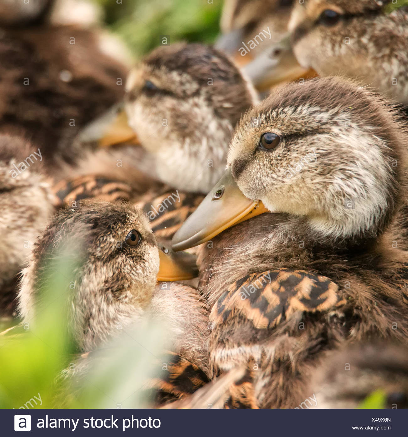 Huddled Stock Photos & Huddled Stock Images - Alamy