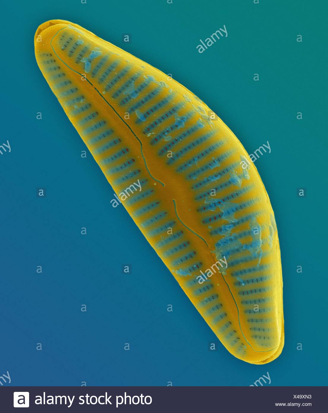 Diatoms Micrograph High Resolution Stock Photography and Images - Alamy