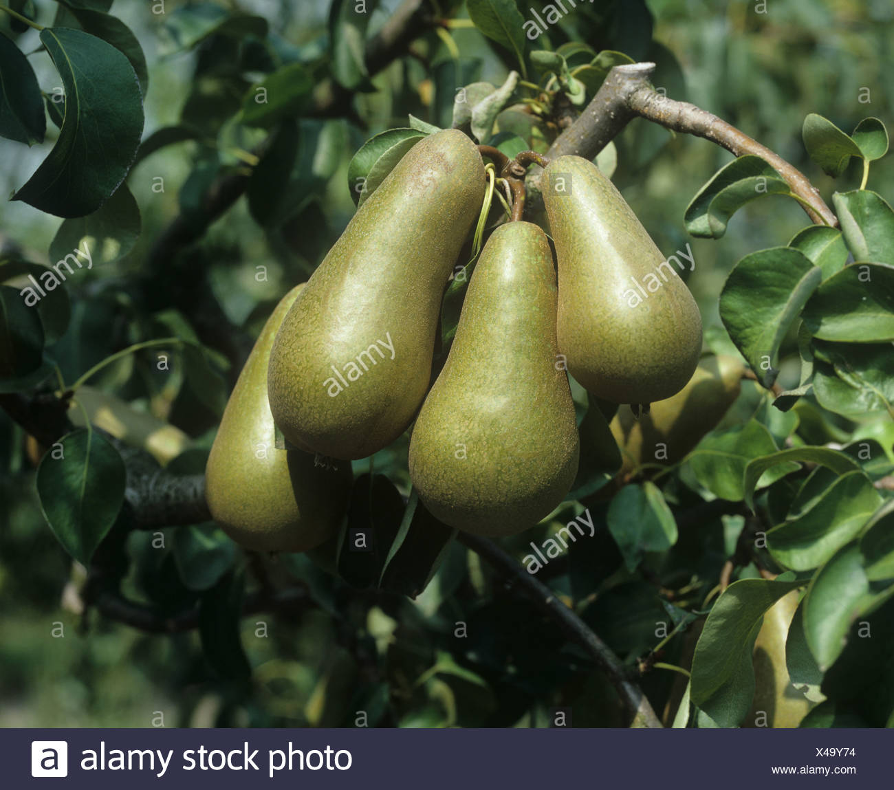 Conference Pear Tree Stock Photos & Conference Pear Tree Stock Images ...