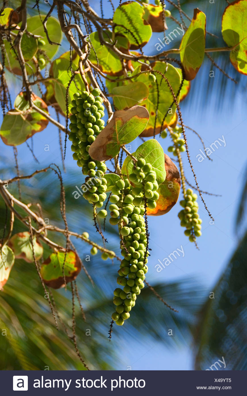 Sea Grape Coccoloba Uvifera High Resolution Stock Photography and ...