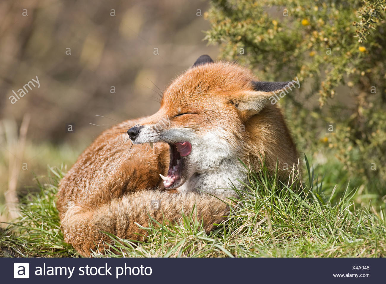 Fox Sitting High Resolution Stock Photography and Images - Alamy
