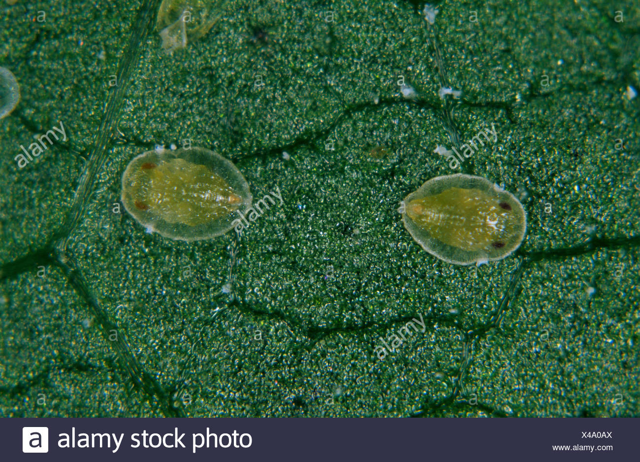 Tabaci High Resolution Stock Photography and Images - Alamy