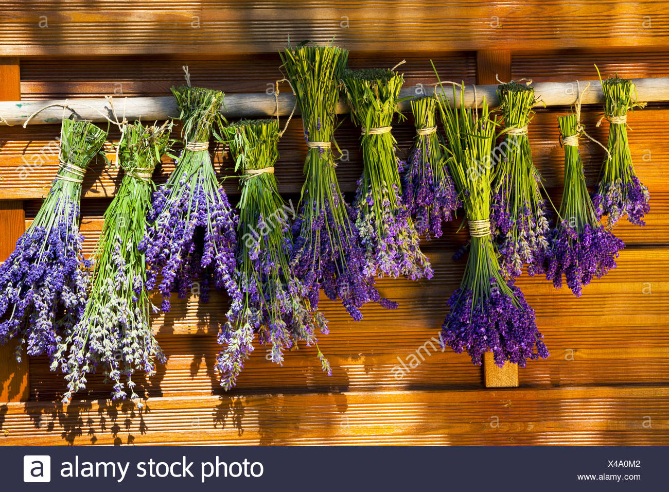Hanging Lavender Bunches High Resolution Stock Photography and Images ...